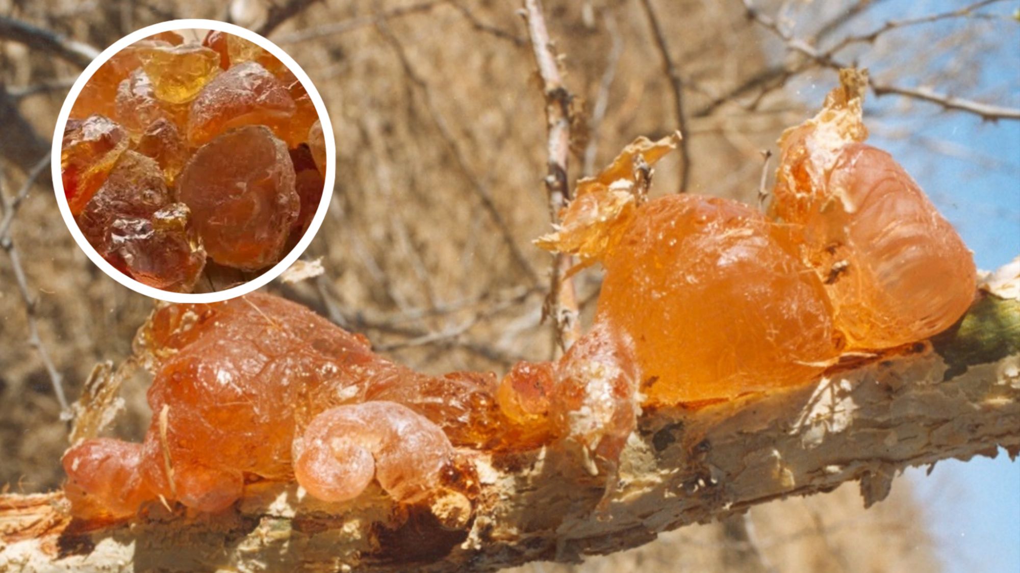 Tchad: 52 500 tonnes de gomme arabique exportées en 2024 - Flashtchad.com